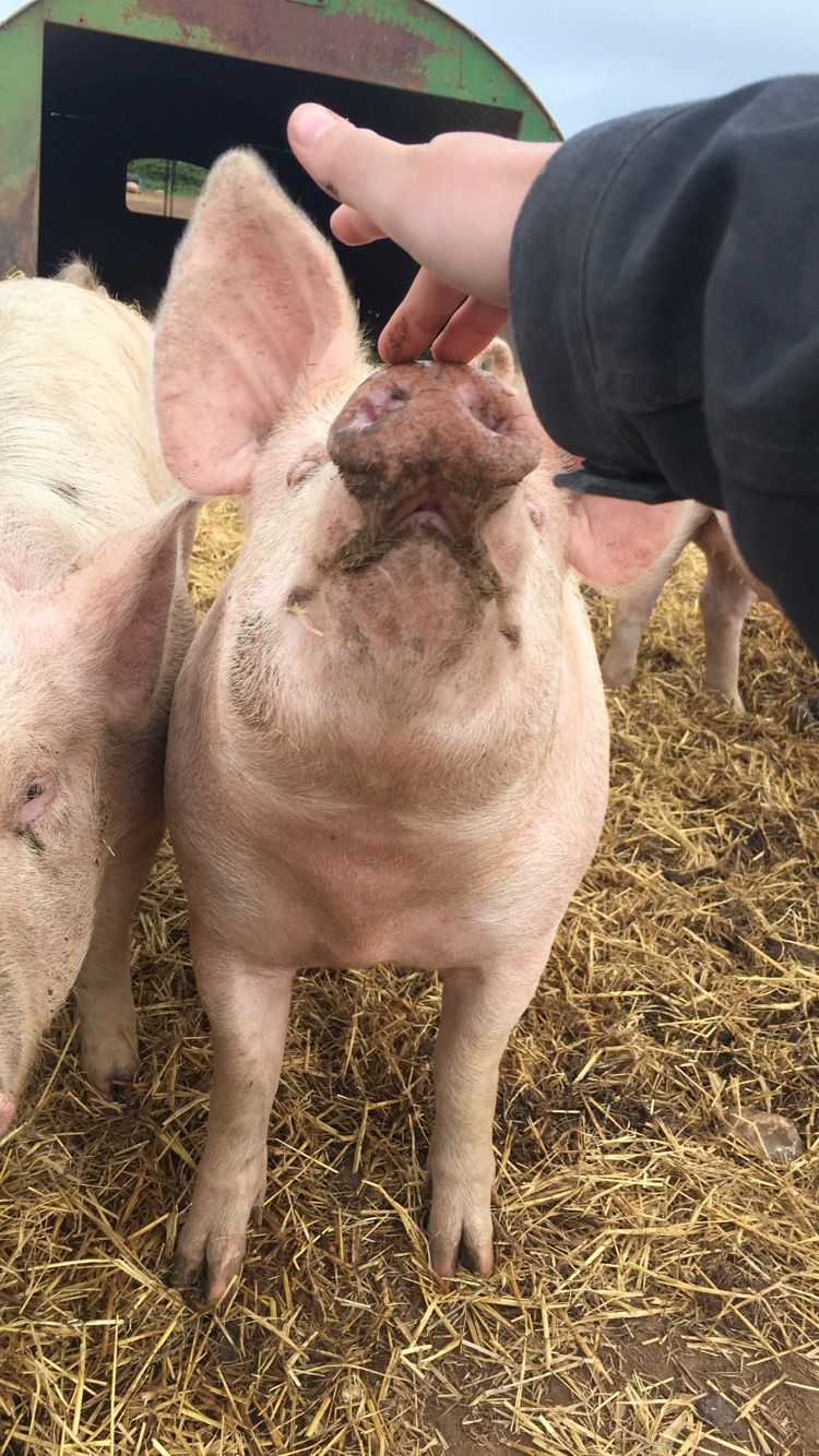 Working As a Relief Pig Specialist in the UK